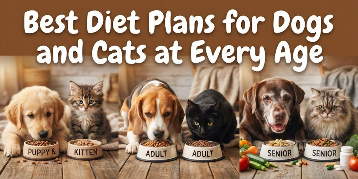 Diet Plans for Dogs and Cats at Every Age | Vet-Approved – Furever Kare